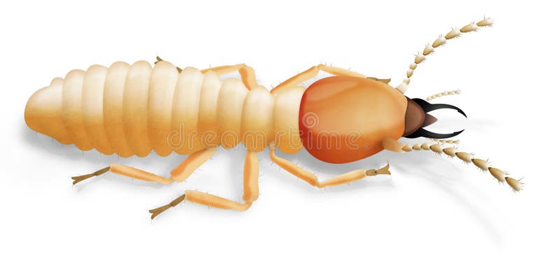Soldier Termite Stock Illustrations – 675 Soldier Termite Stock ...