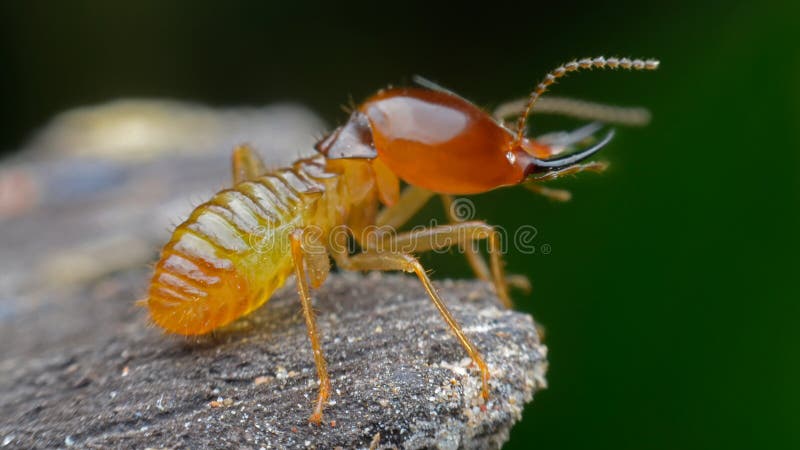 Termite stockfoto. Bild von termite, kolonie, schwarm - 84635630