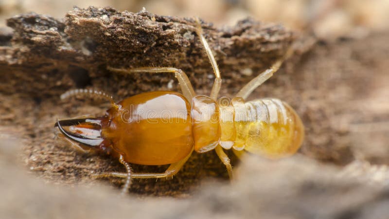 Termite stockbild. Bild von termite - 80824731