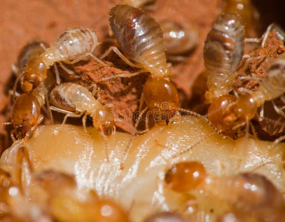 Termite stock photo. Image of closeup, couple, soil, macro - 9739814