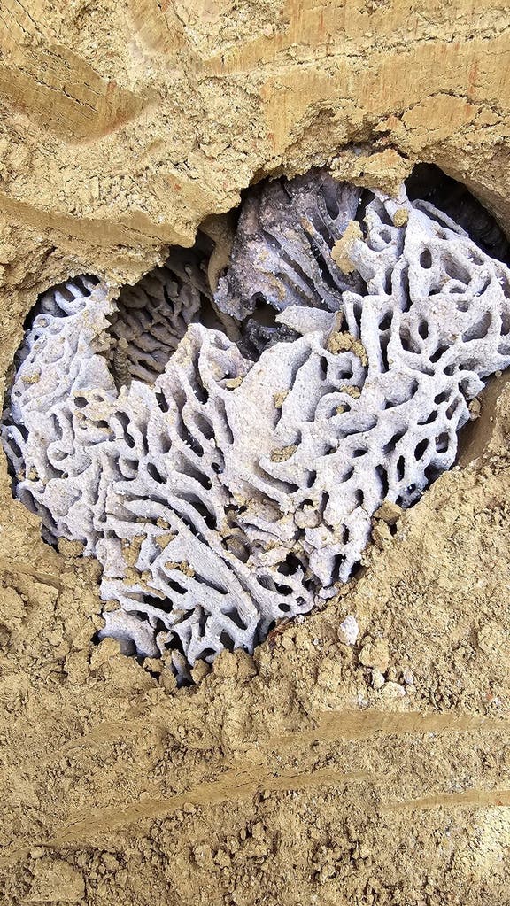 Termite Ant Nests are Like Underground Cities Stock Photo - Image of ...