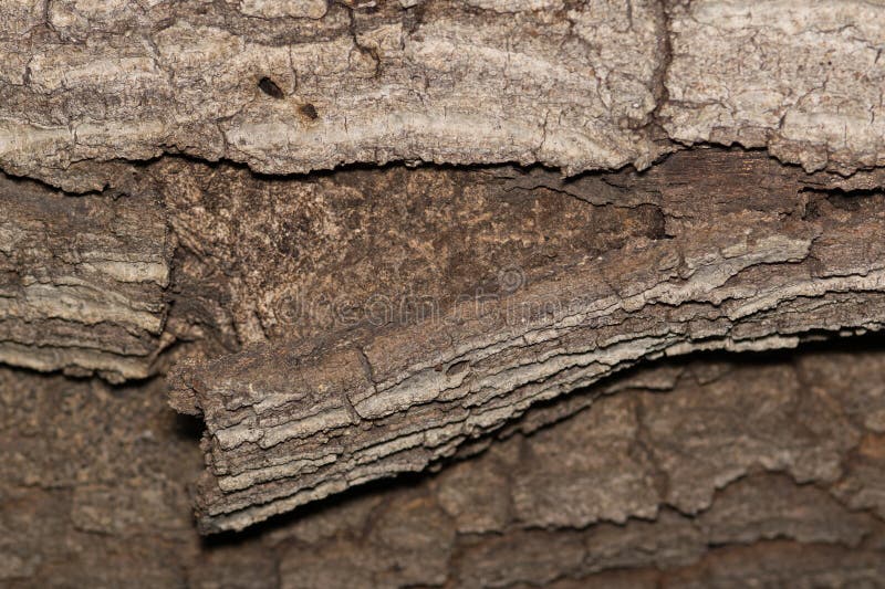 1,934 Bark Beetle Tree Damage Stock Photos - Free & Royalty-Free Stock ...