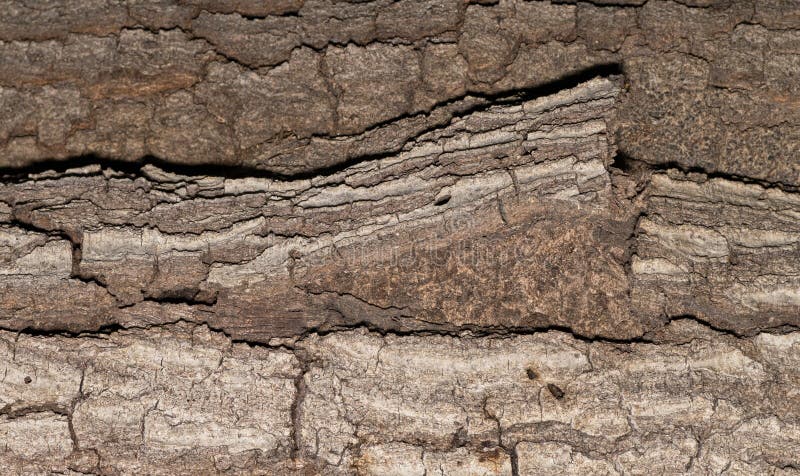 Termite and Beetle Damage Under Oak Tree Bark Insects. Stock Photo ...