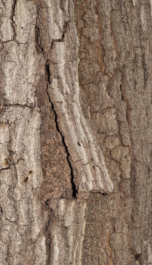 Termite and Beetle Damage Under Oak Tree Bark Insects. Stock Photo ...