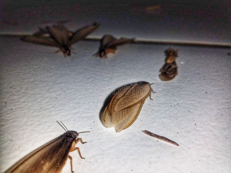 LARON serritermitidae stock photo. Image of insecta - 131874530