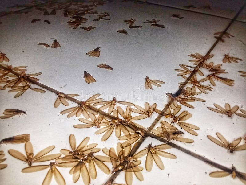 Laron editorial photography. Image of wild, blattodea - 131874442