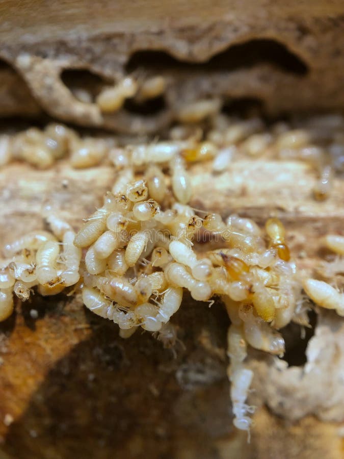 Termite close up stock image. Image of pallet, closeup - 158947525