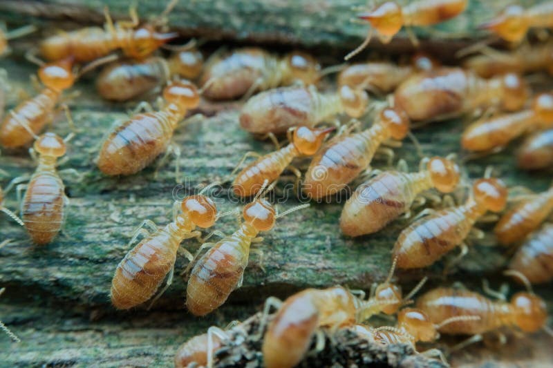 Termite Colony on the Rotten Wood Stock Image - Image of insects ...