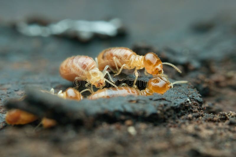 Termite Colony on the Rotten Wood Stock Photo - Image of nature ...
