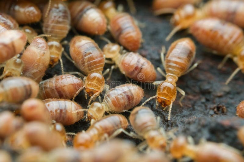 Termite Colony on the Rotten Wood Stock Image - Image of nature ...