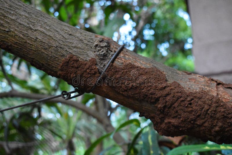 Termite damage stock photo. Image of rough, surface - 123008448