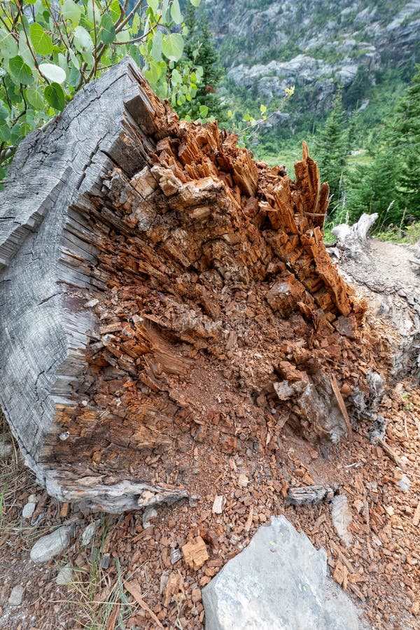 Termite Damage on Fallen Tree Stock Image - Image of pest, horizontal ...