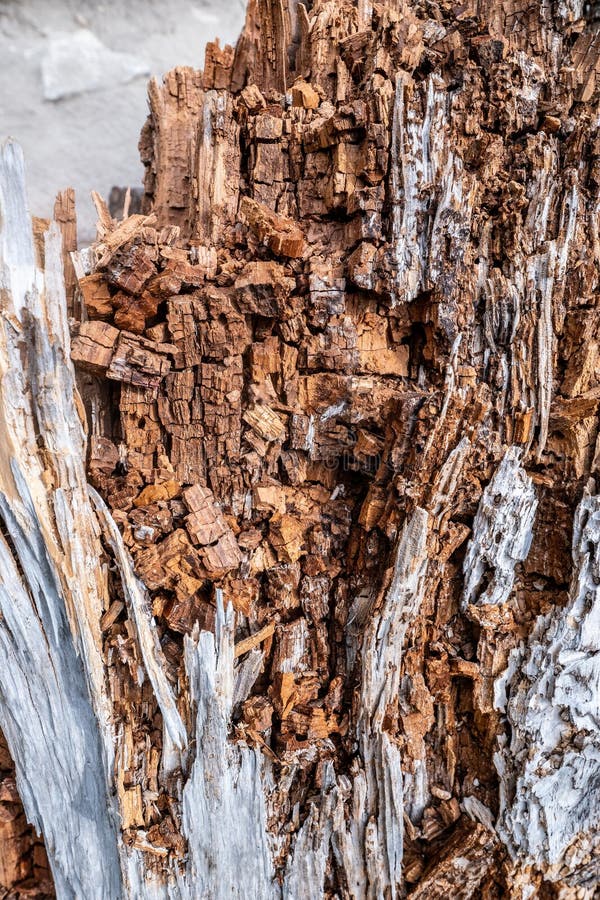 Termite Damage on Fallen Tree Stock Photo - Image of wooden, destroyed ...