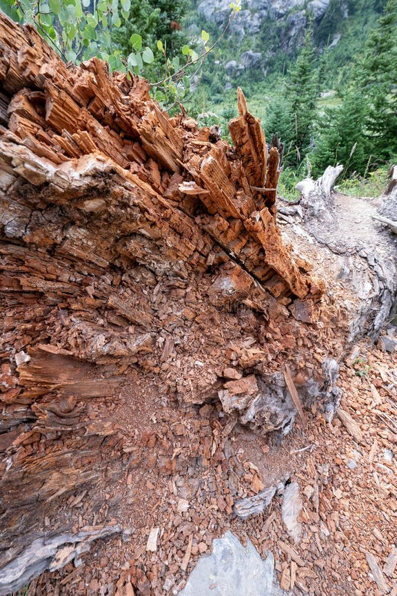 Termite Damage on Fallen Tree Stock Photo - Image of people, decay ...