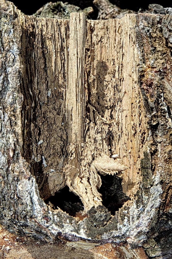 Termite Destruction Inside Pine Tree Trunk Stock Photo - Image of ...