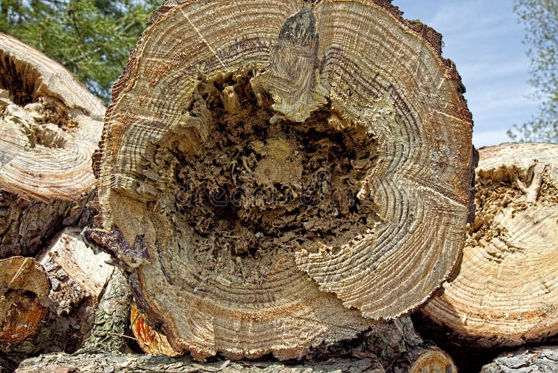 Termite Destruction Inside Pine Tree Trunk Stock Photo - Image of ...