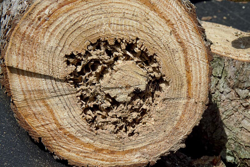 Termite Destruction Inside Pine Tree Trunk Stock Photo - Image of ...