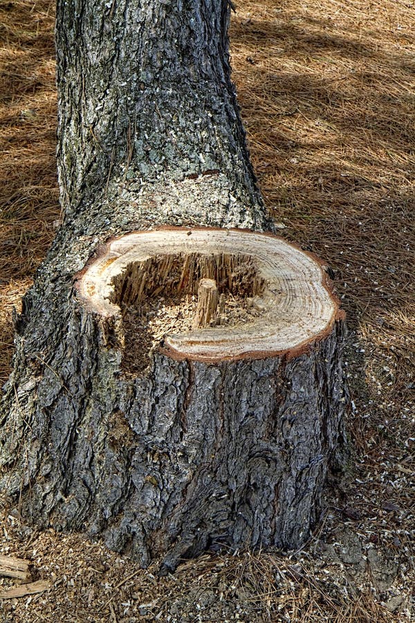 Termite Destruction Inside Pine Tree Trunk Stock Photo - Image of ...