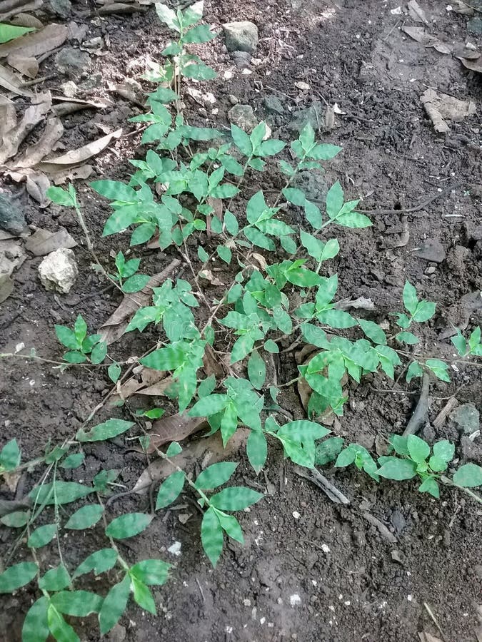 Termite Grass with a Thin Oval Leaf Texture that is Sharp at the Tip ...