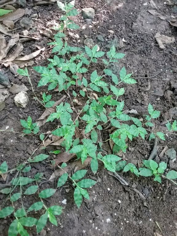 Termite Grass with a Thin Oval Leaf Texture that is Sharp at the Tip ...
