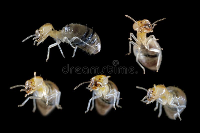 Termite head focus stock photo. Image of extreme, worker - 40819660
