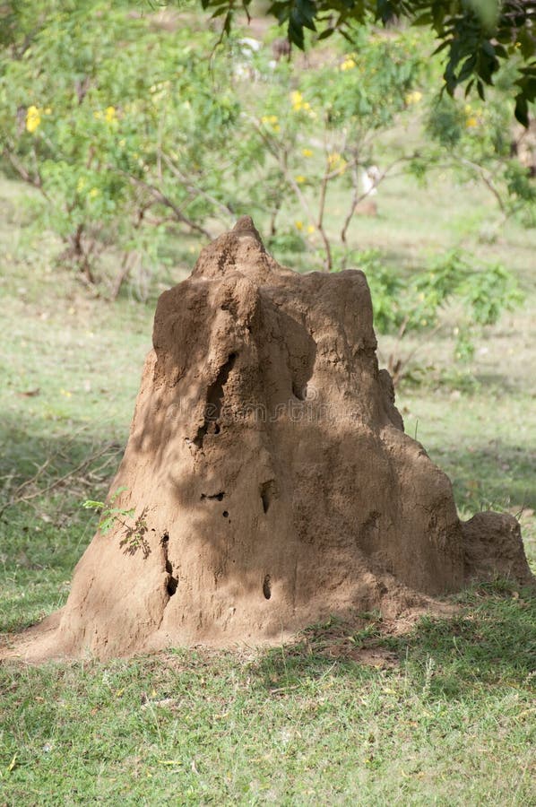 Termite Mound, Namibia, Africa Stock Image - Image of africa, termite ...
