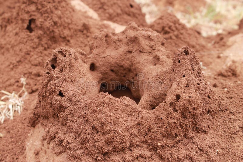 Termite hill stock photo. Image of termite, soft, mudholes - 30843432