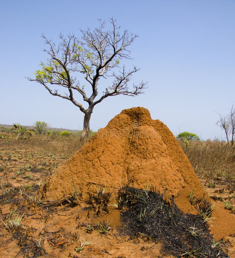 Termite Hill in Madagacar Central Stock Photo - Image of wood, bush ...