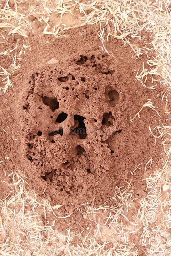 Termite Hill stock photo. Image of hill, soft, soil, brown - 30843424