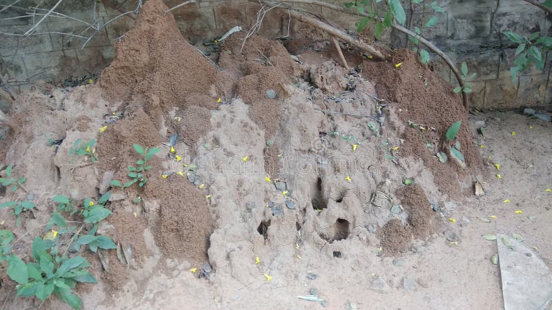 Termite hill in a park stock image. Image of nature - 166142013
