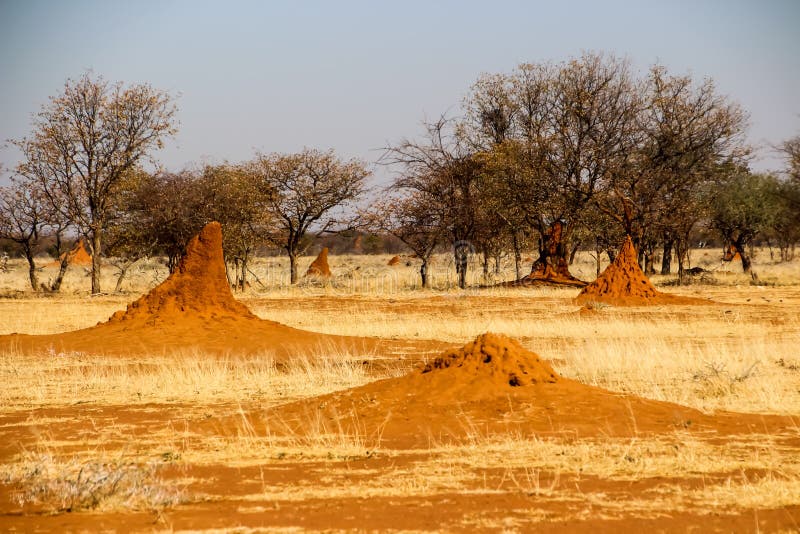 Termite Hills in Namibia Africa Stock Photo - Image of wilderness ...