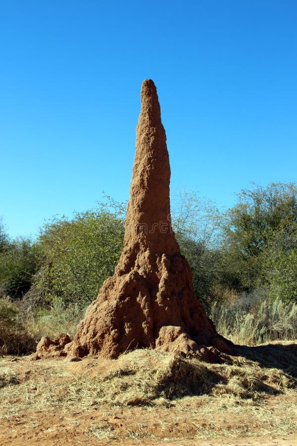 Termite Hills in Namibia Africa Stock Image - Image of travel, horns ...