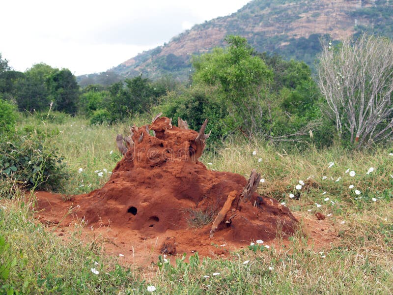 Termite house stock image. Image of termite, kenya, sand - 18066289