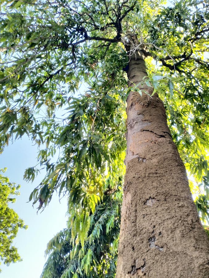 Termite House Attached To the Trunk of a Glodogan Tree Pole Stock Photo ...