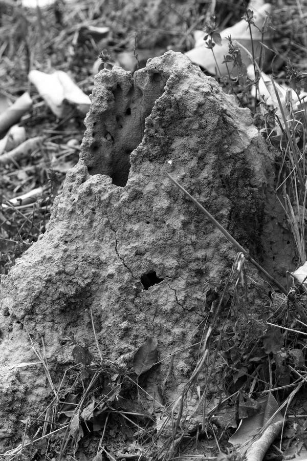 Termite house stock image. Image of insect, white, nature - 109678745