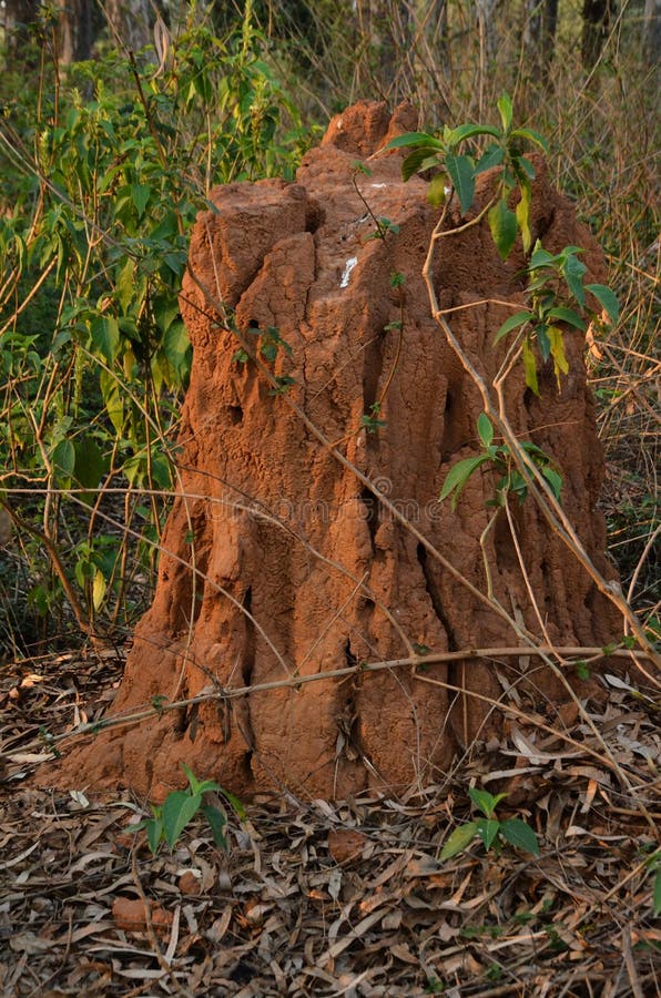 Termite House in the Beautiful Side Stock Photo - Image of snake, brown ...