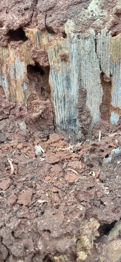 Termite House on a Beautiful Tree Stock Photo - Image of house ...