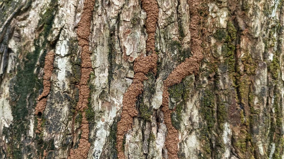 Termite House in a Dry Mango Tree Stock Photo - Image of wood, plant ...