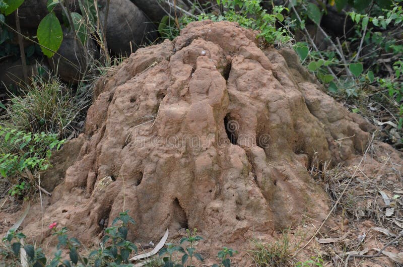 Termite house stock image. Image of insect, white, nature - 109678745