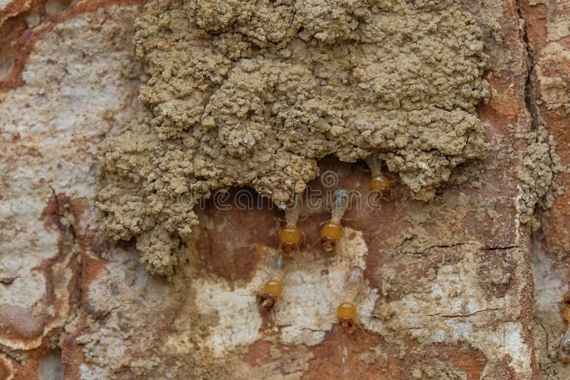 Termite House on a Large Tree Trunk Stock Image - Image of soil, food ...