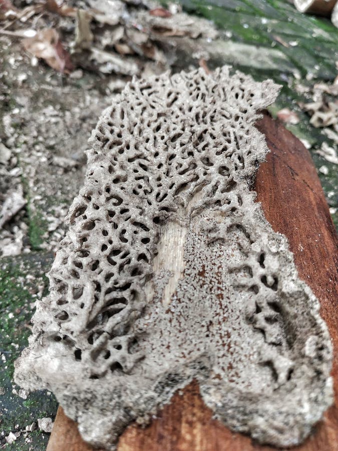 Termite House on a stick stock photo. Image of wildlife - 215562412