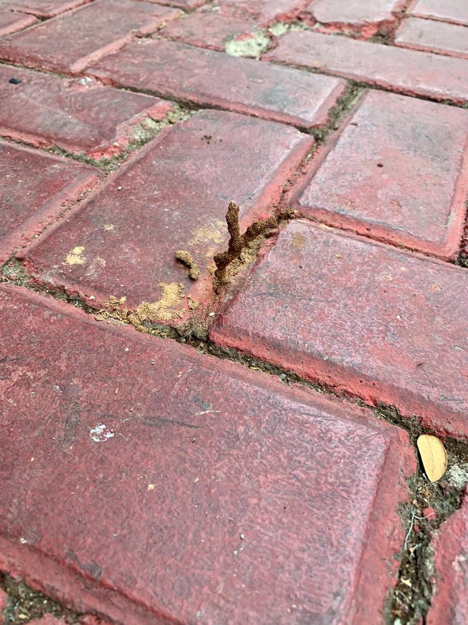 Termite Houses Grow in the Field with Paving Blocks Stock Photo - Image ...