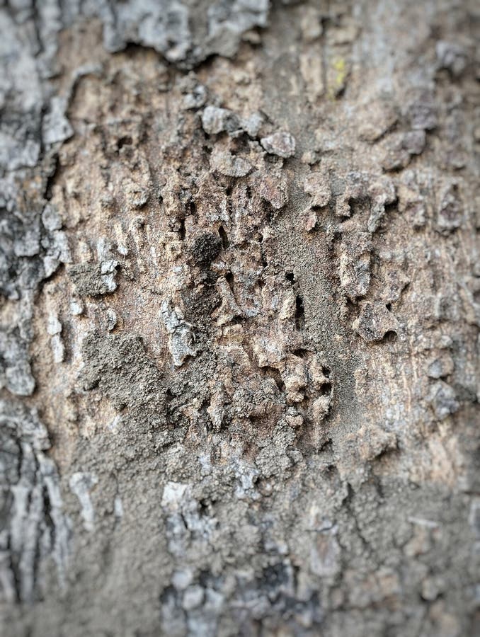 Termite Houses that Make Tree Trunks Rot Stock Photo - Image of tree ...