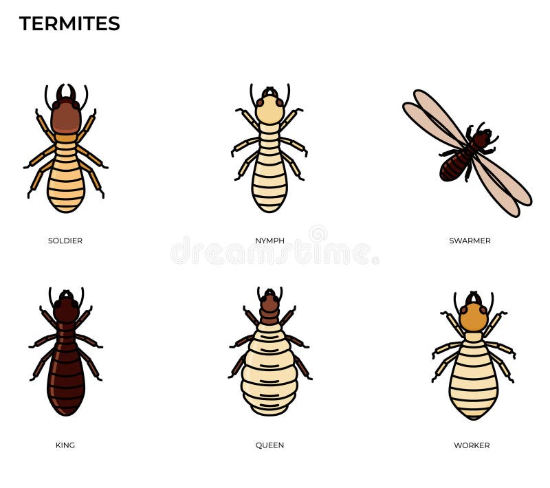 Termite icon stock vector. Illustration of brochure - 296387619