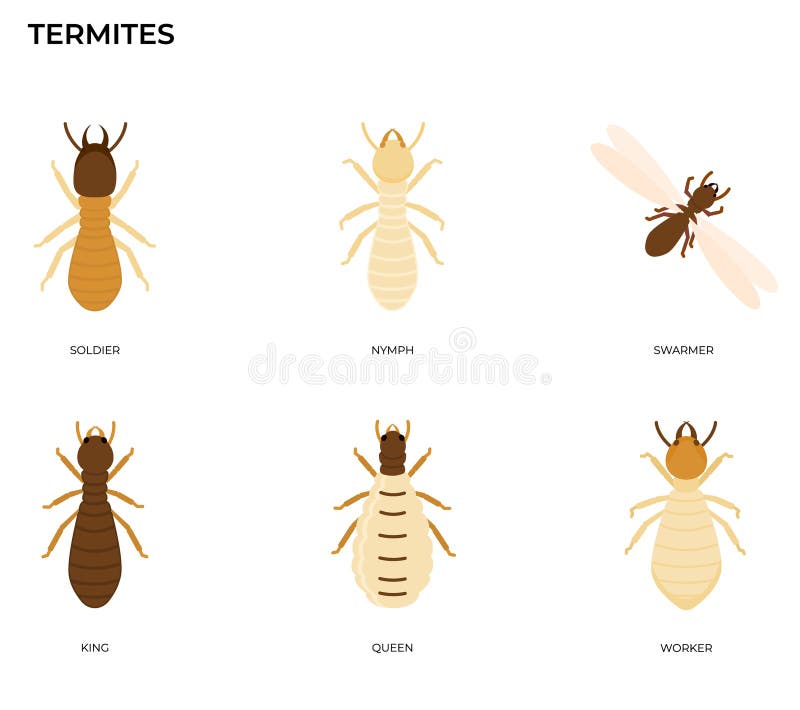 Termite icon stock vector. Illustration of animal, arthropod - 296387625