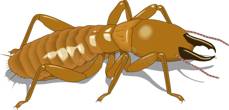 Termite illustration stock vector. Illustration of white - 4211643