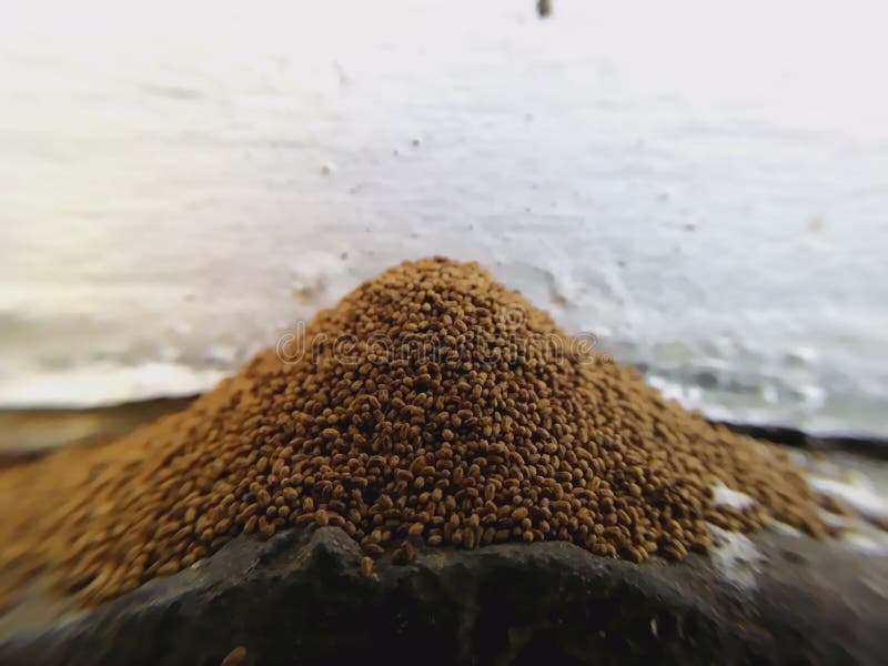 Termite Impurities Stock Photos - Free & Royalty-Free Stock Photos from ...