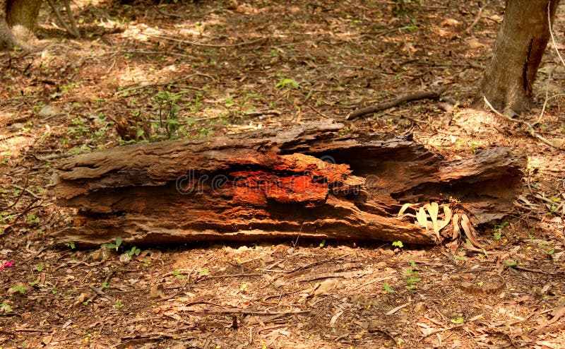 Termite infested wood stock photo. Image of aged, faded - 61224208