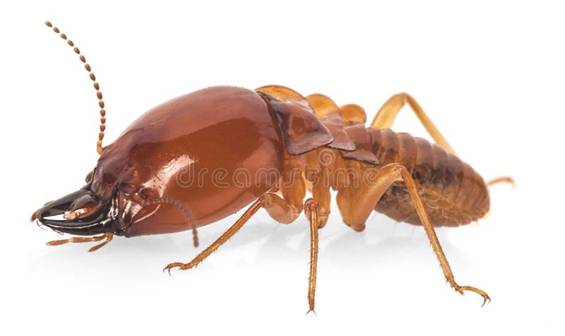 1,656 Group Termite Stock Photos - Free & Royalty-Free Stock Photos ...