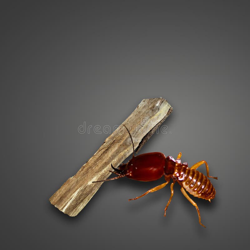 Termite on Isolated Whited Background Stock Photo - Image of nature ...